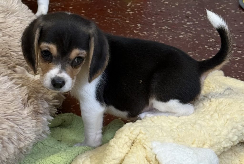Beagles Are The Only Dogs We Raise | Earlville, Illinois ...